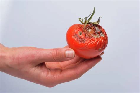 Doença do tomate fotos de stock imágenes de Doença do tomate sin