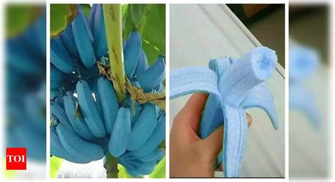 On Twitter Rt Hanbok Ahidi Blue Java Banana