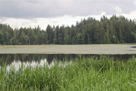 Free Images Tree Marsh Wilderness Mountain Plant Meadow Lake