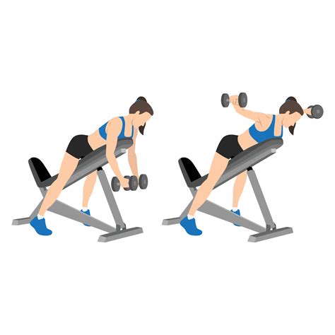 Woman Doing Dumbbell Bent Over Chest Supported Reverse Flyes 24236042