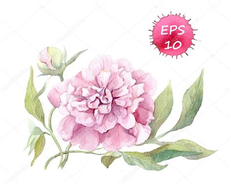 Peony Flower Watercolor Botanic Illustration Stock Vector By Zzzorikk