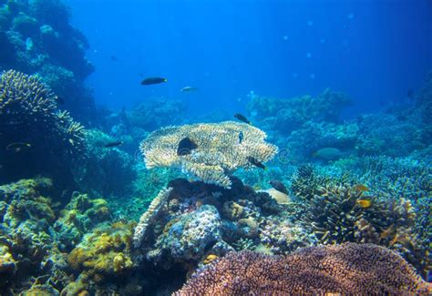 Fondo Subacuático Del Panorama Del Paisaje Del Arrecife De Coral Imagen