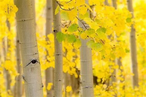 Planting Aspen Trees Learn Everything About Growing Aspen Trees