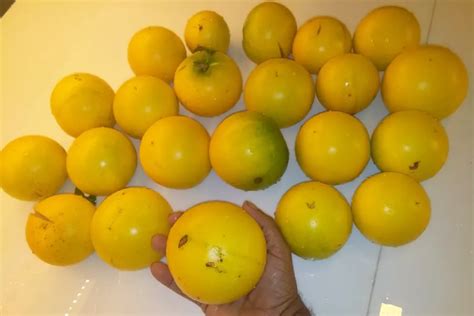 Hướng dẫn cách trồng cây vú sữa hoàng kim