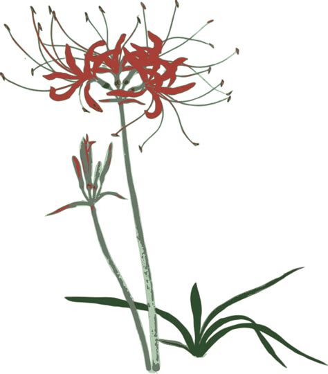 Red Spider Lily Png Red Spider Lily Png