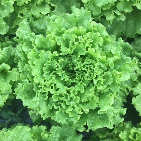Lettuce Muir Summer Crisp Market Wagon Online Farmers Markets
