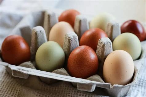 Por Qu Las Gallinas Ponen Huevos De Diferentes Colores Pol Y Edro