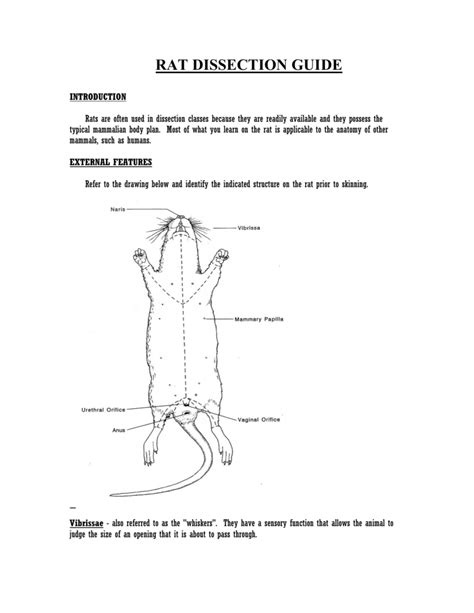 External Anatomy Of A Rat Anatomical Charts Posters