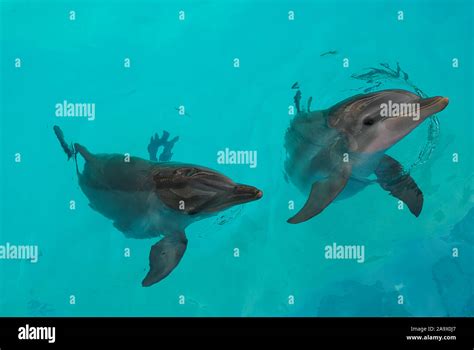 Common Bottlenose Dolphin Tursiops Truncatus Stock Photo Alamy