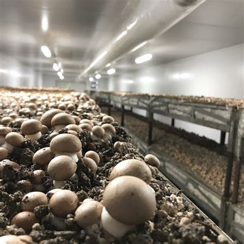 Cultiver Des Champignons De Paris Chez Soi Le Guide Complet Les