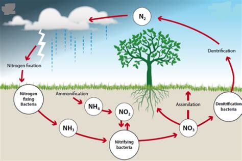Biotic And Abiotic Cycle