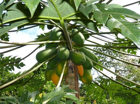 Fotos gratis árbol rama Fruta flor comida selva Produce