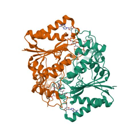 RCSB PDB 2F1O Crystal Structure Of NQO1 With Dicoumarol