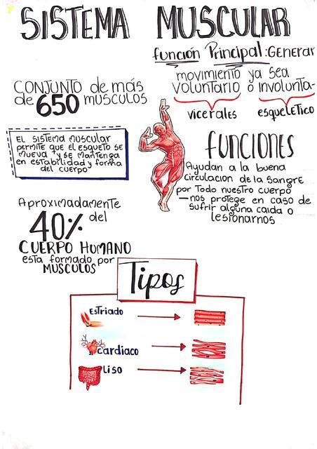 Sistema Muscular Eg Udocz