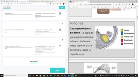 Sistema Urinario Flashcards Quizlet