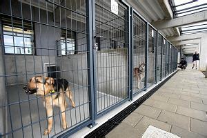 Jak udzielić pierwszej pomocy psu Dzień otwarty schroniska dla
