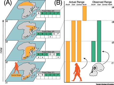 Rethinking The Ecological Drivers Of Hominin Evolution Trends In