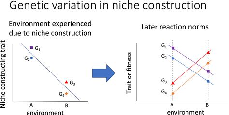 Why Does The Magnitude Of Genotypebyenvironment Interaction Vary