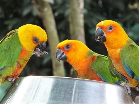 6 Popular Parrot Species To Keep As Pets With Pictures