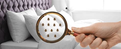 Can You See Bed Bugs With The Naked Eye Bed Bug 911