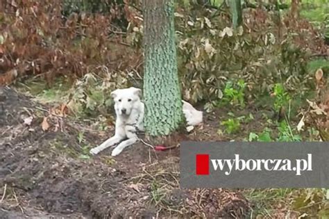Bulwersujące odkrycie leśników Kto przywiązał psa do drzewa w