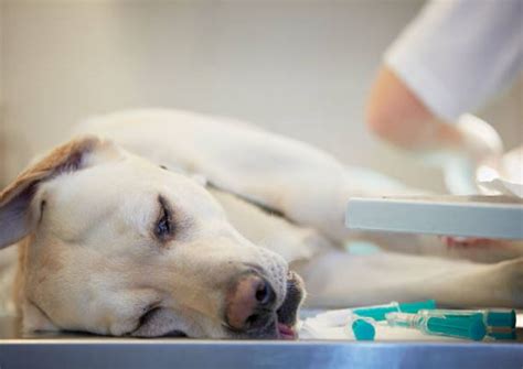 Diagnóstico Imagem Veterinária Agendar Estância Diagnóstico de Doença