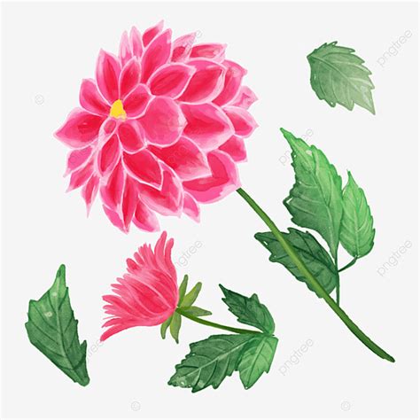 水彩花ダリア植物イラスト画像とPSDフリー素材透過の無料ダウンロード Pngtree