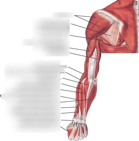 Diagram Of Posterior Upper Limb Muscles Quizlet