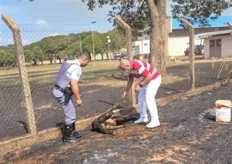 Morre tamanduá bandeira gestante que teve 90 do corpo queimado em