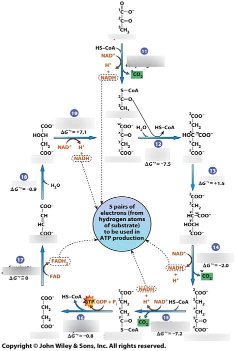 Tca Cycle Diagram Quizlet