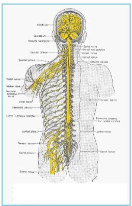 Nervous System Organisation General Functions Of The Nervous System