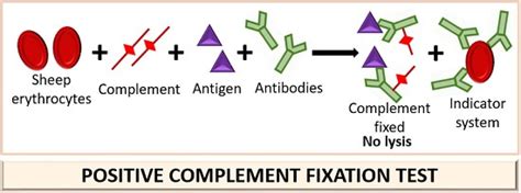 complement fixation test principle procedure result 44 off