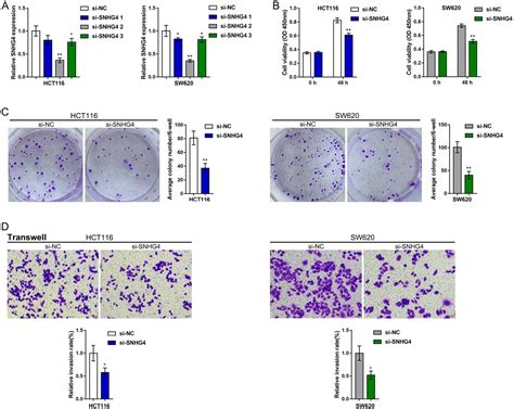 Figure From Lncrna Snhg Modulates Colorectal Cancer Cell Cycle And
