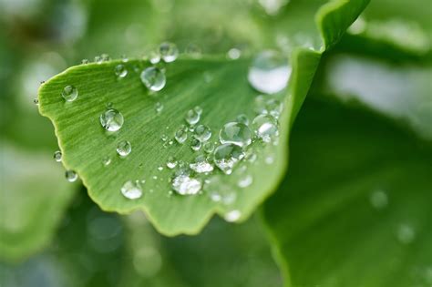La Capsula Informativa Sabes Lo Que Es El Ginkgo Biloba Conoce Los
