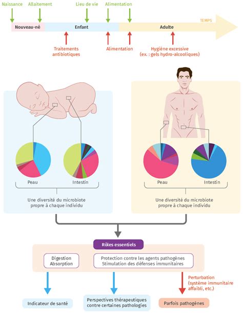 Microbiote humain et santé Lelivrescolaire fr