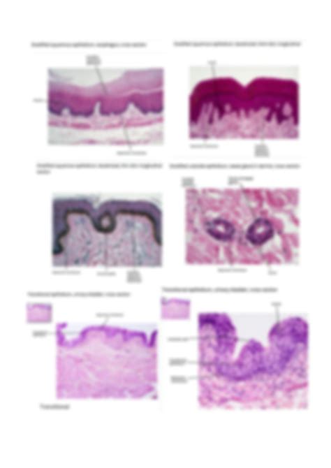 Solution Epithelial Connective Tissue Lab Bictures Studypool