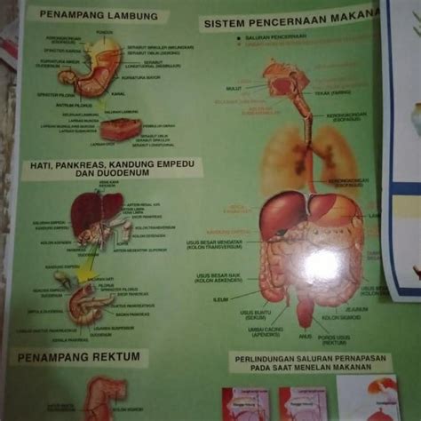 Jual Carta Pencernaan Makanan Poster Pencernaan Makanan Manusia