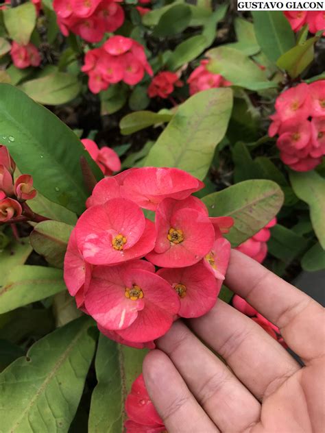 Viveiro Ciprest Plantas Nativas E Ex Ticas Coroa De Cristo Vermelha
