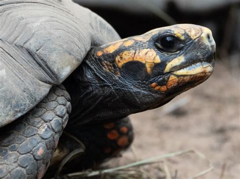 Qu Significa So Ar Con Tortugas Radio Mitre