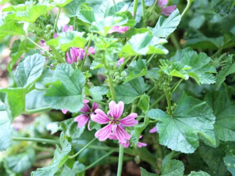ゼニアオイ Malva sylvestris var mauritiana