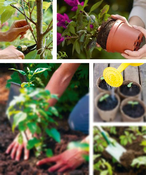 SOLUTION Emma Tennant Jane Simmonds Editors Beginner Gardening Step By