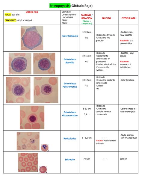 Hematopoyesis tablas Apuntes células sanguíneas y su maduración