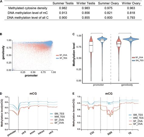 Frontiers Genome Wide DNA Methylation And Transcriptome Analyses