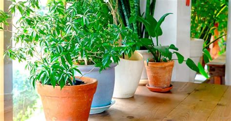 5 Plantas Que Absorben El Calor Y Refrescan La Casa