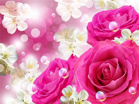 Fondos De Pantalla X Rosas De Cerca Rosa Color Flores Descargar