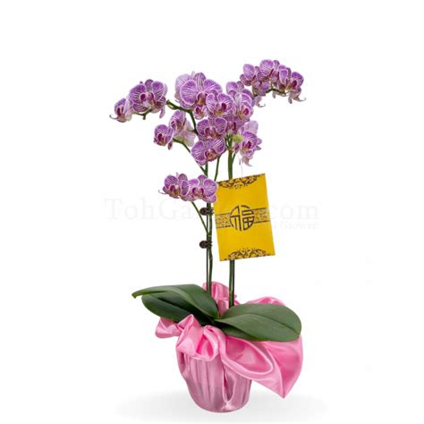 Mini Gift Phalaenopsis Arrangement Toh Garden Singapore Orchid