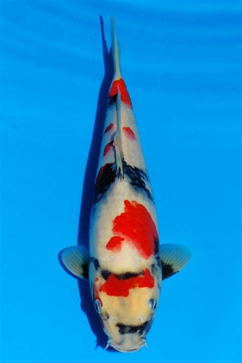 Koi Koi Details Tategoi Showa