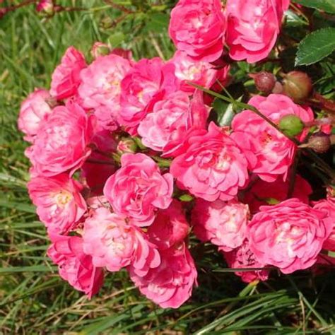 Róża okrywowa PINK FAIRY doniczka 2 l RozeOgrodowe pl szkółka Hyży