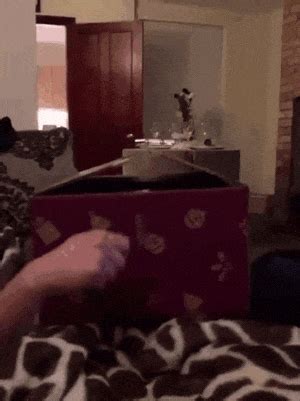 Sélection de Gifs du mardi 4 juin 2019 061 fénoweb