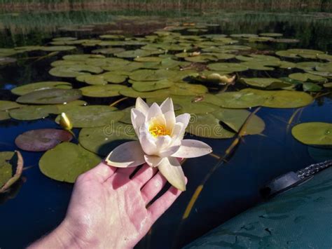 Embracing Nature S Tranquility Holding A White Lily By The Serene Lake